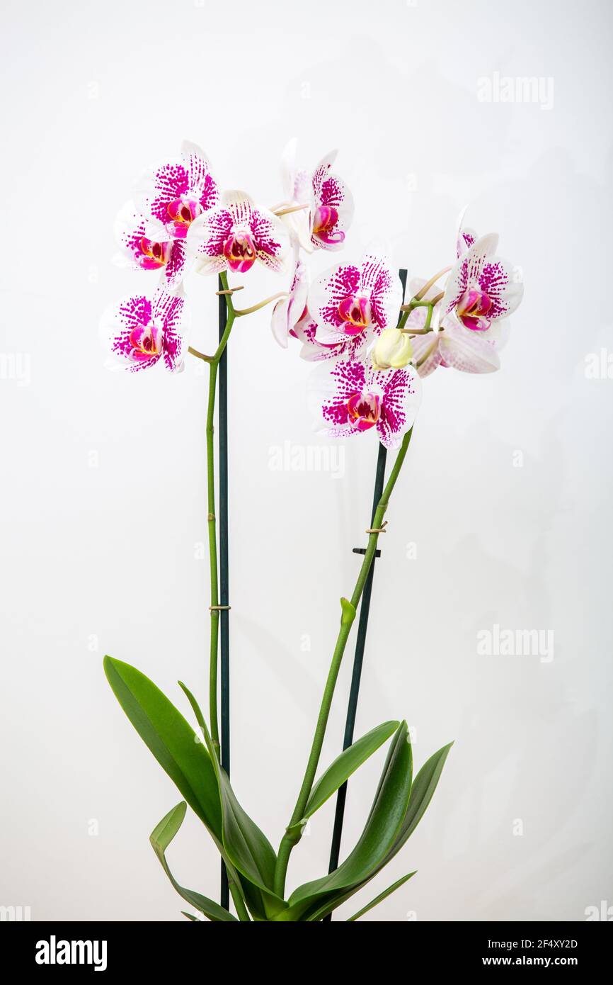 Blooming Phalaenopsis Anthura Marbella orchid in a yellow flower pot on ...