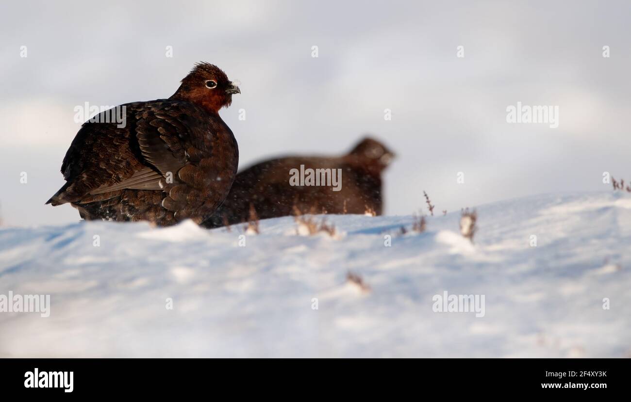 Scottish grouse moor hi-res stock photography and images - Alamy