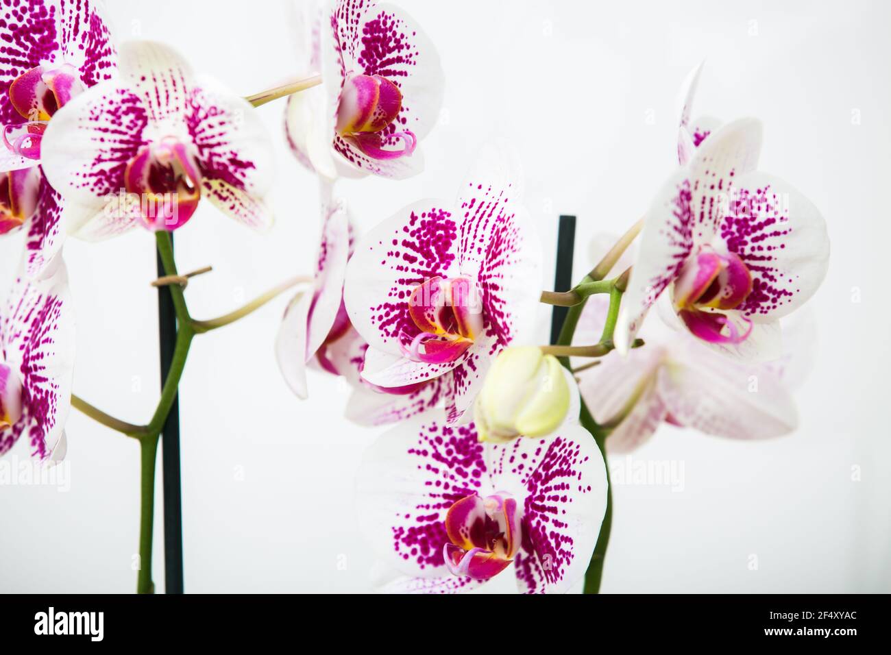 Orchid in a ceramic pot hi-res stock photography and images - Alamy