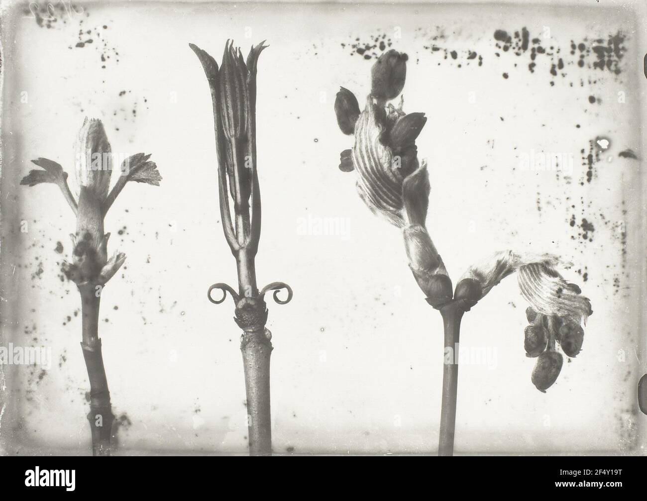 Pointed maple / acer Platanoides and two non-determinable plants ...