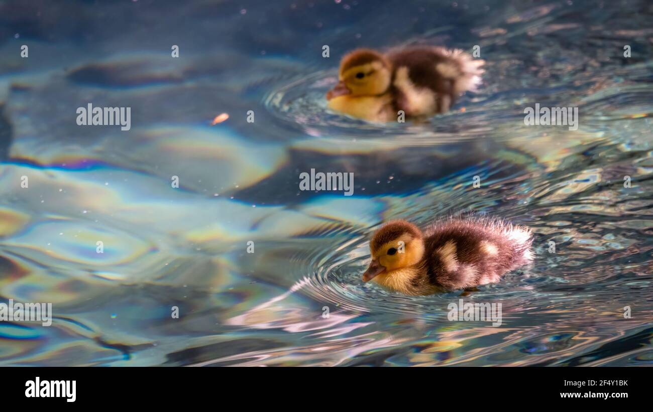 Cute little duckling swimming alone in a lake with green water ...