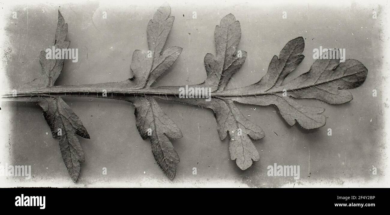 Leaf specimens hi-res stock photography and images - Alamy