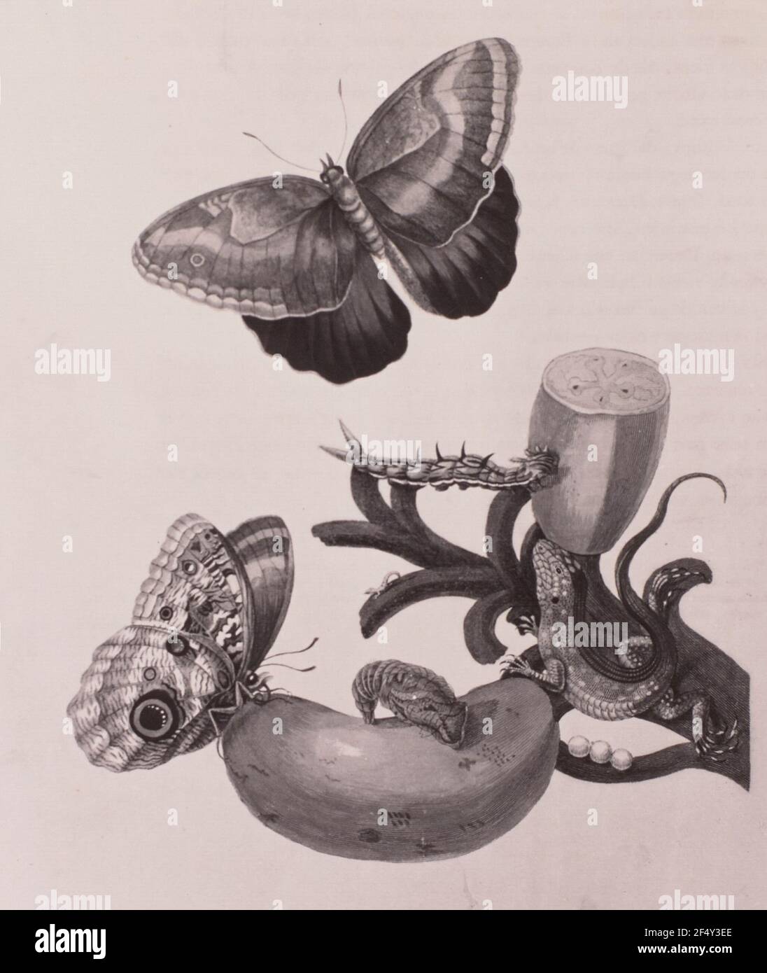 Maria Sibylla Merian (1647-1717). "Baccoves" from: Metamorphosis ...