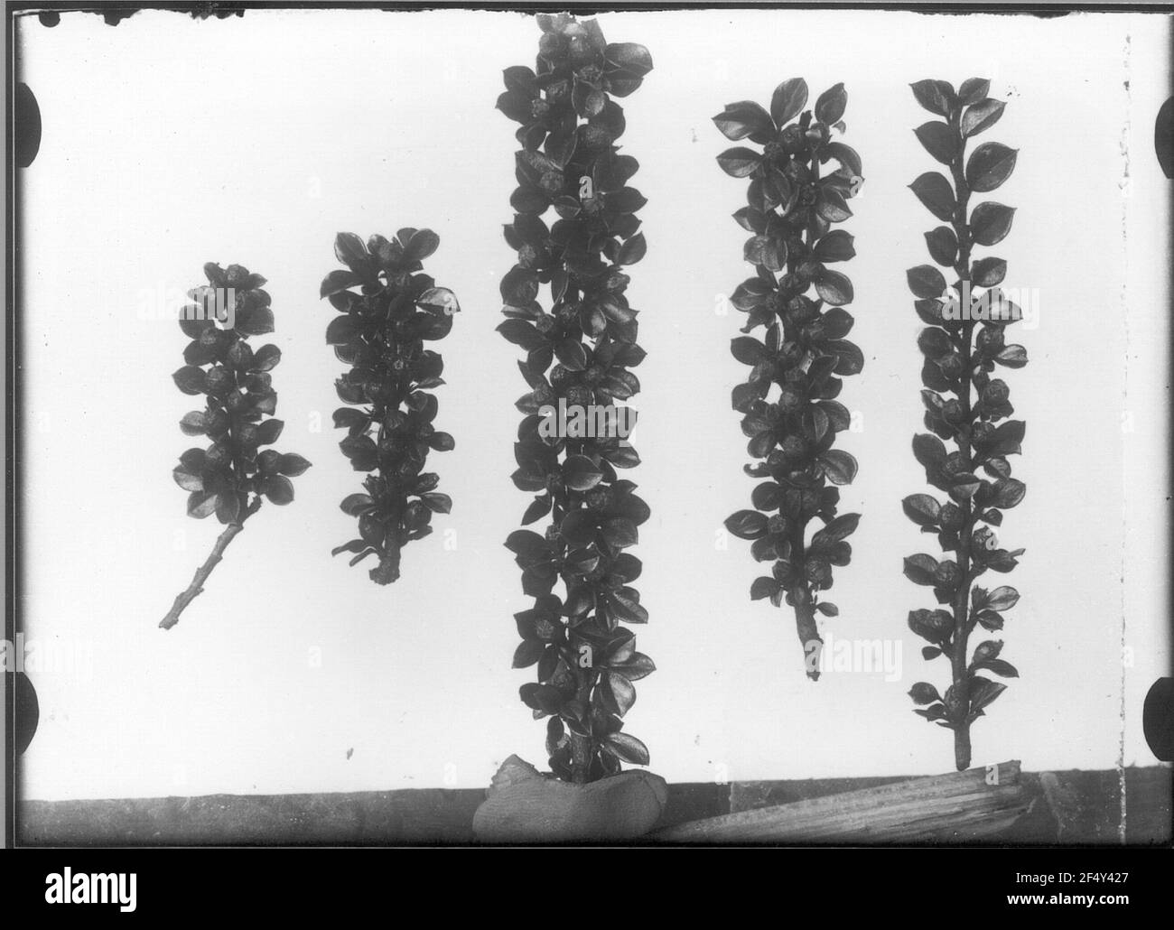 Dwarf plant variety Black and White Stock Photos & Images - Alamy