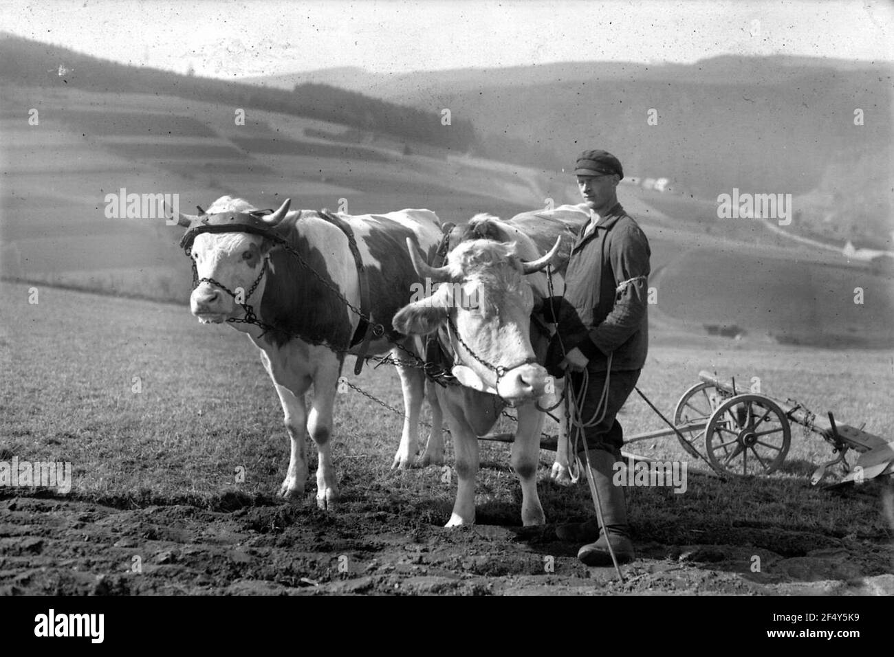 Ox team Black and White Stock Photos & Images - Alamy