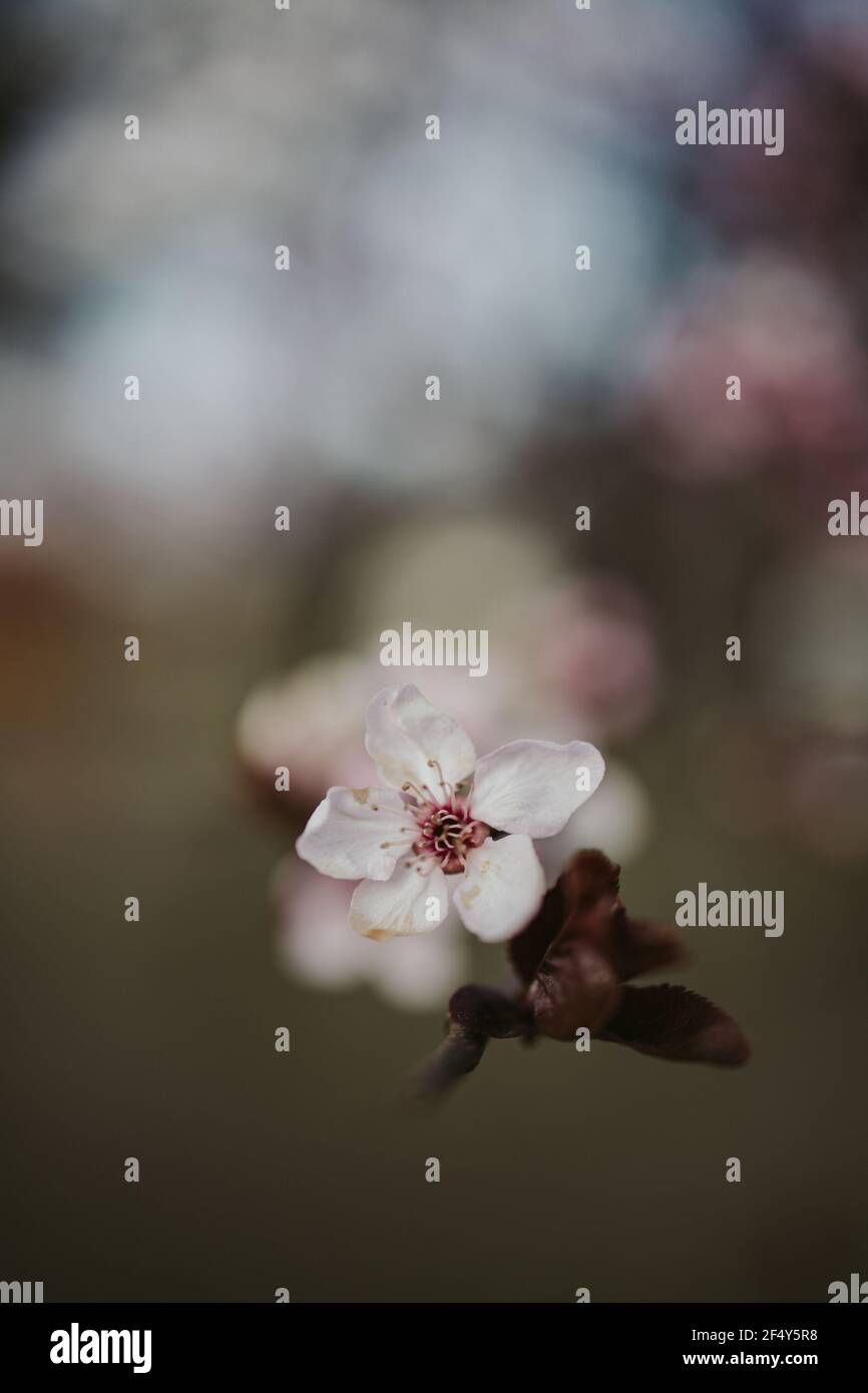 Vertical closeup shot of a cherry blossom tree branch Stock Photo - Alamy