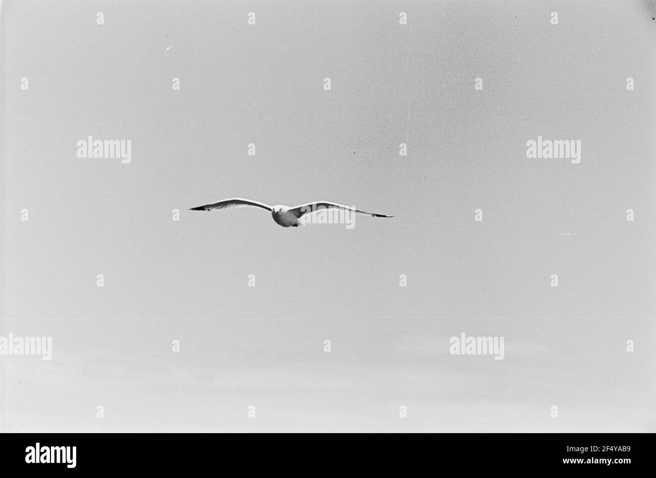 Seagull bird in wild Black and White Stock Photos & Images - Alamy