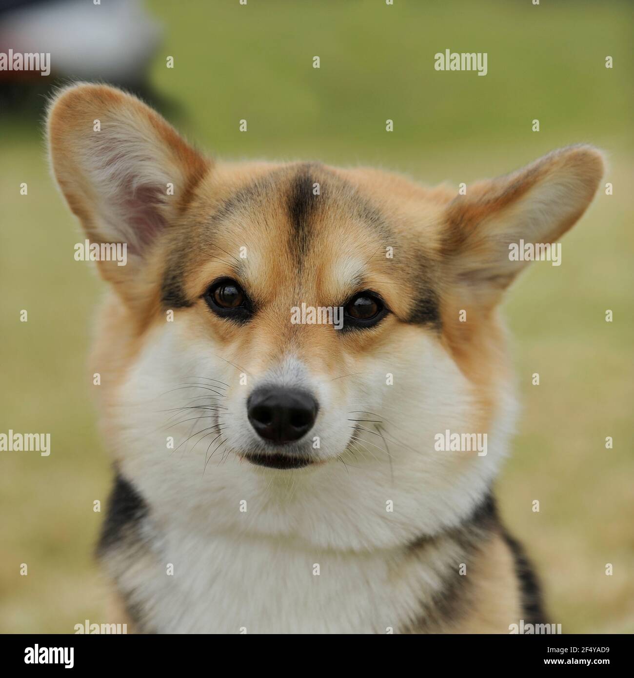 Queens corgi hi-res stock photography and images - Alamy