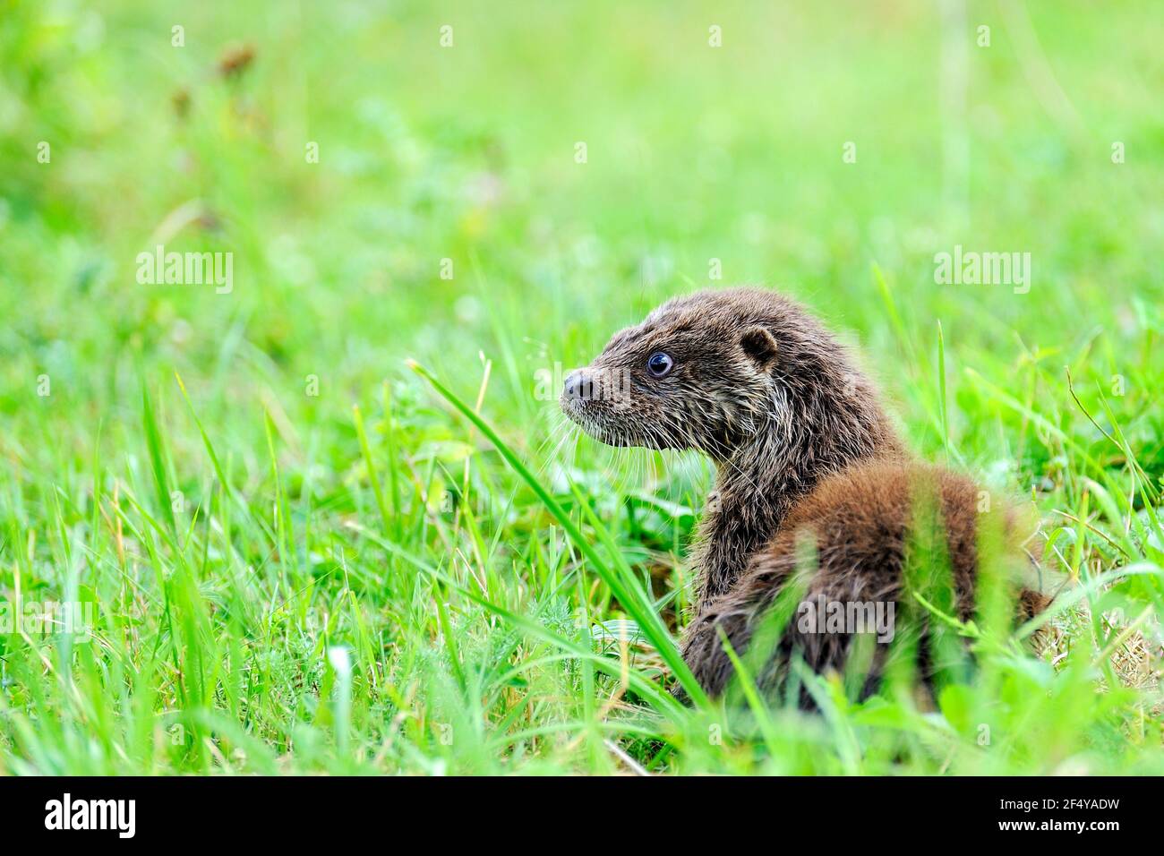 North american otter habitat hi-res stock photography and images - Alamy