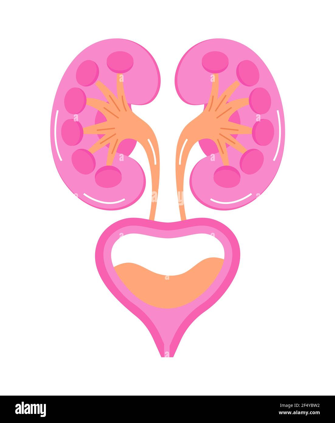 Kidneys for medical design. Cartoon internal organ concept of ...