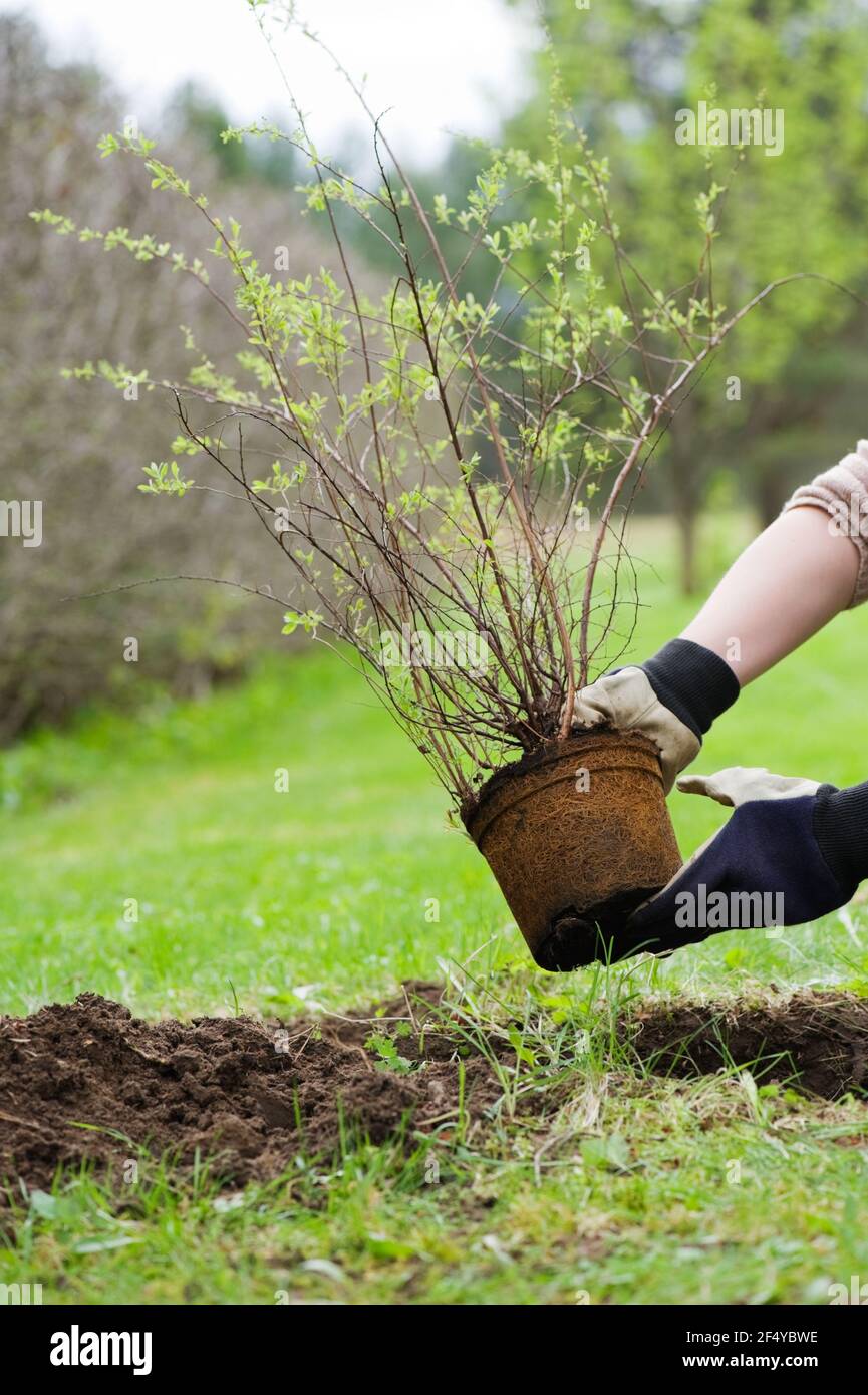 Planting a bush in spring Stock Photo - Alamy