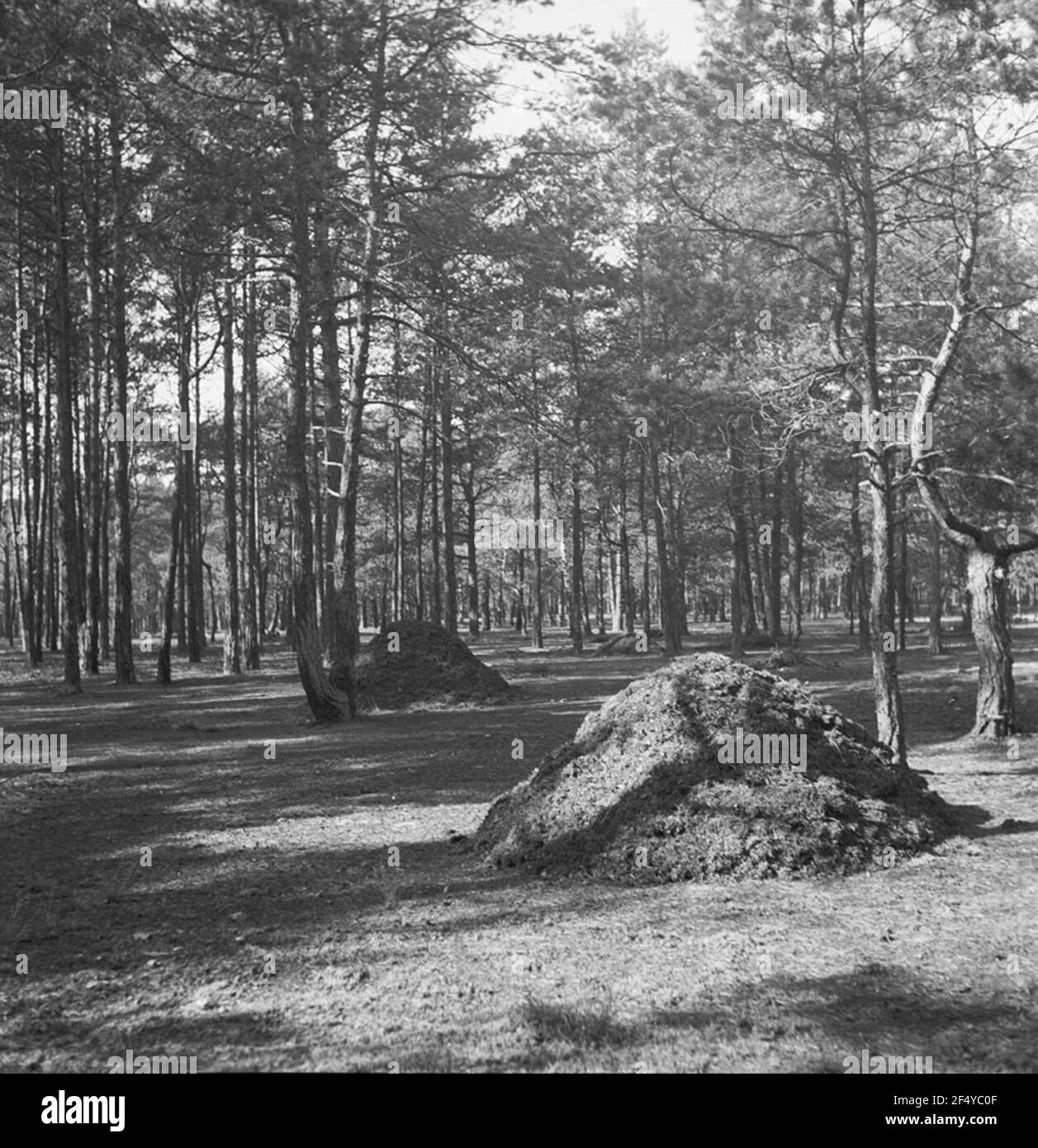 Leaves debris Black and White Stock Photos & Images - Alamy