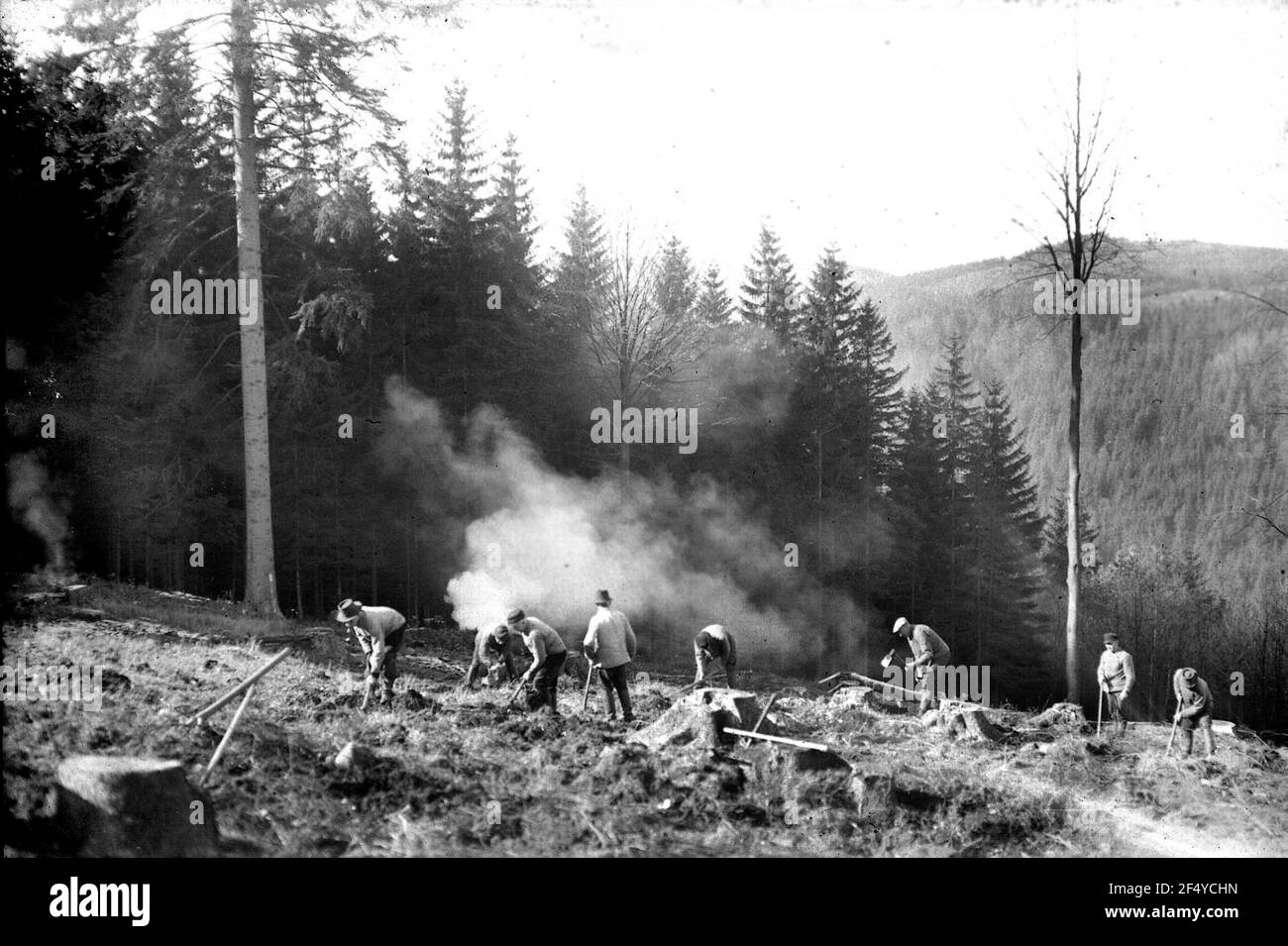 State forest management Black and White Stock Photos & Images - Alamy
