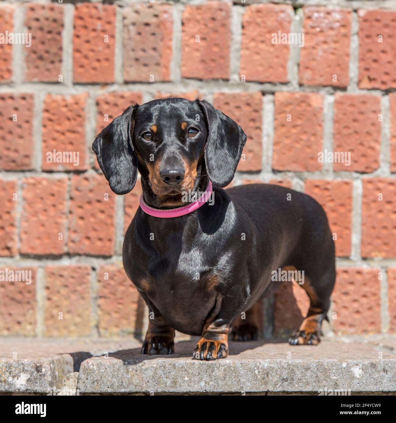 Dachshund side eye hi-res stock photography and images - Alamy