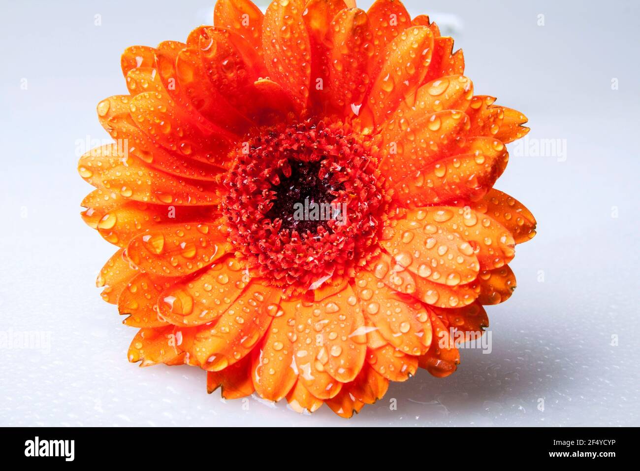 A single orange gerbera daisy up close isolated on white background ...