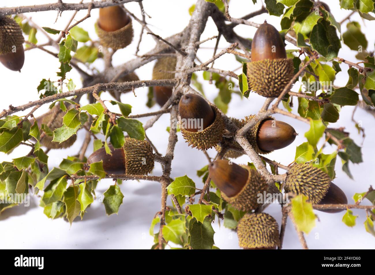 Some oak branches with leaves and acorns, on white background Stock ...