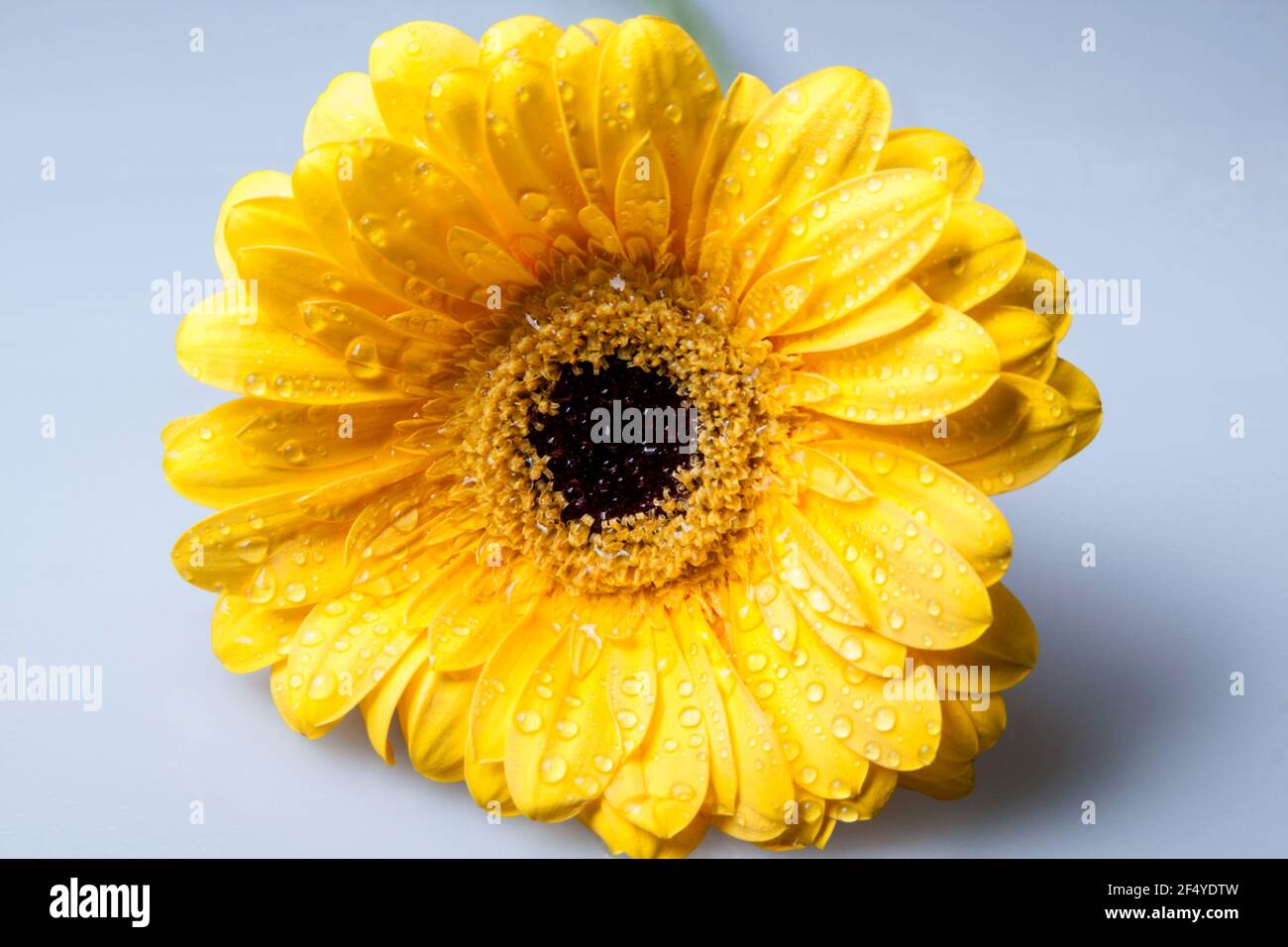 A single yellow gerbera daisy flower up-close, isolated on white ...