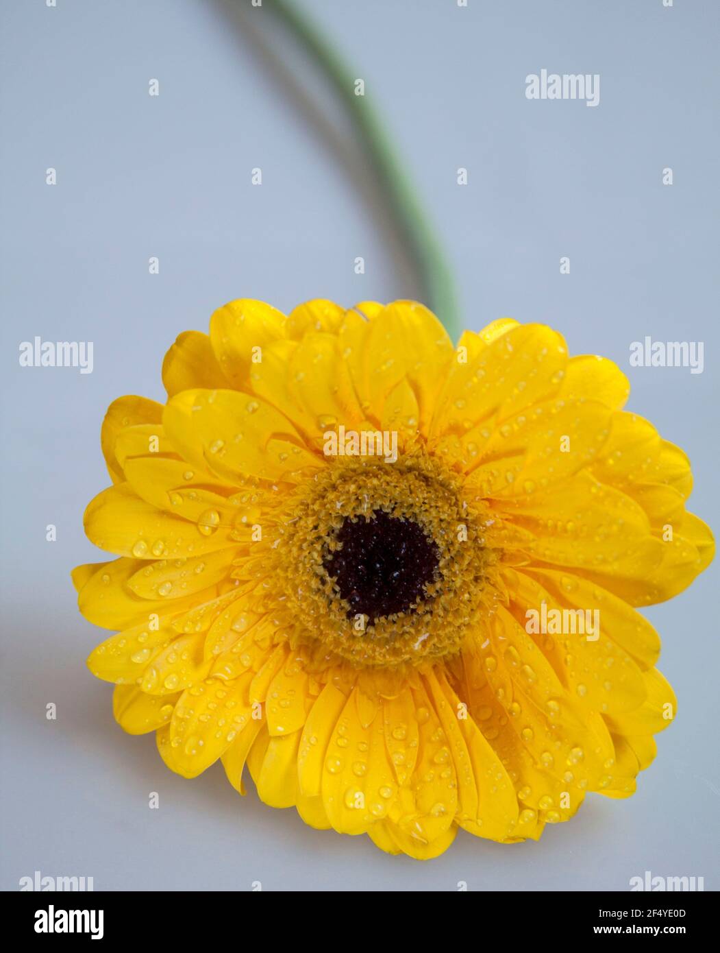 A single yellow gerbera daisy flower up-close, isolated on white ...