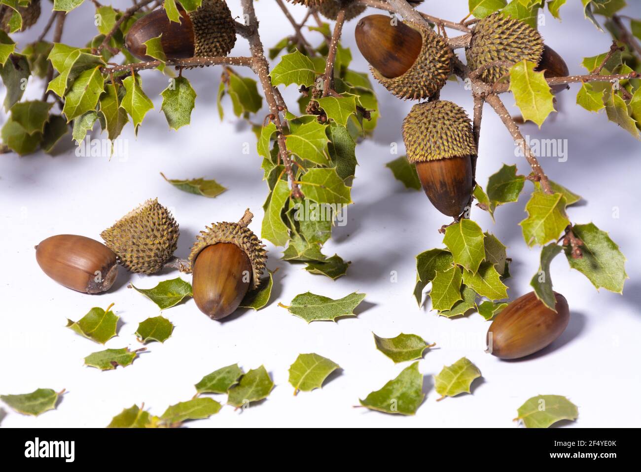 Some oak branches with leaves and acorns, on white background Stock ...