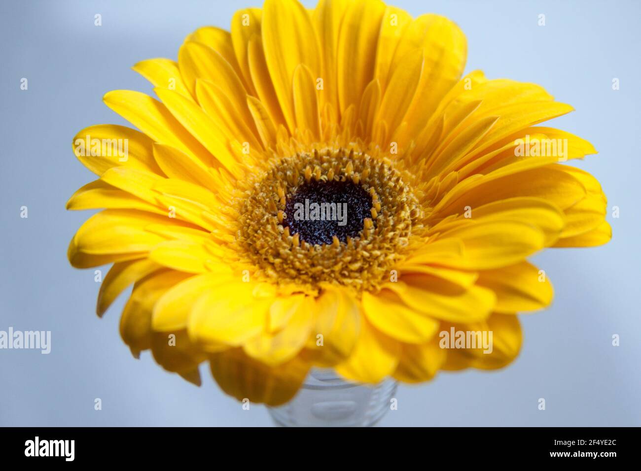 A single yellow gerbera daisy flower up-close, isolated on white ...