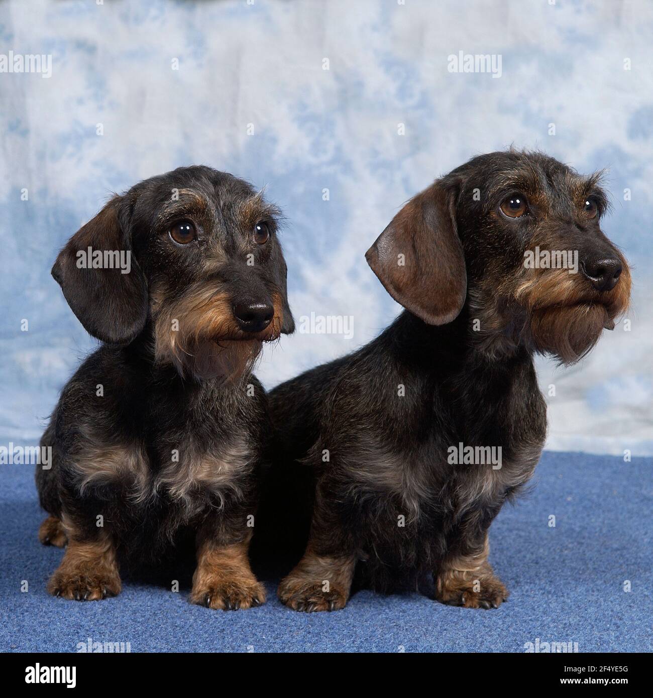 miniature wirehaired dachshunds Stock Photo - Alamy