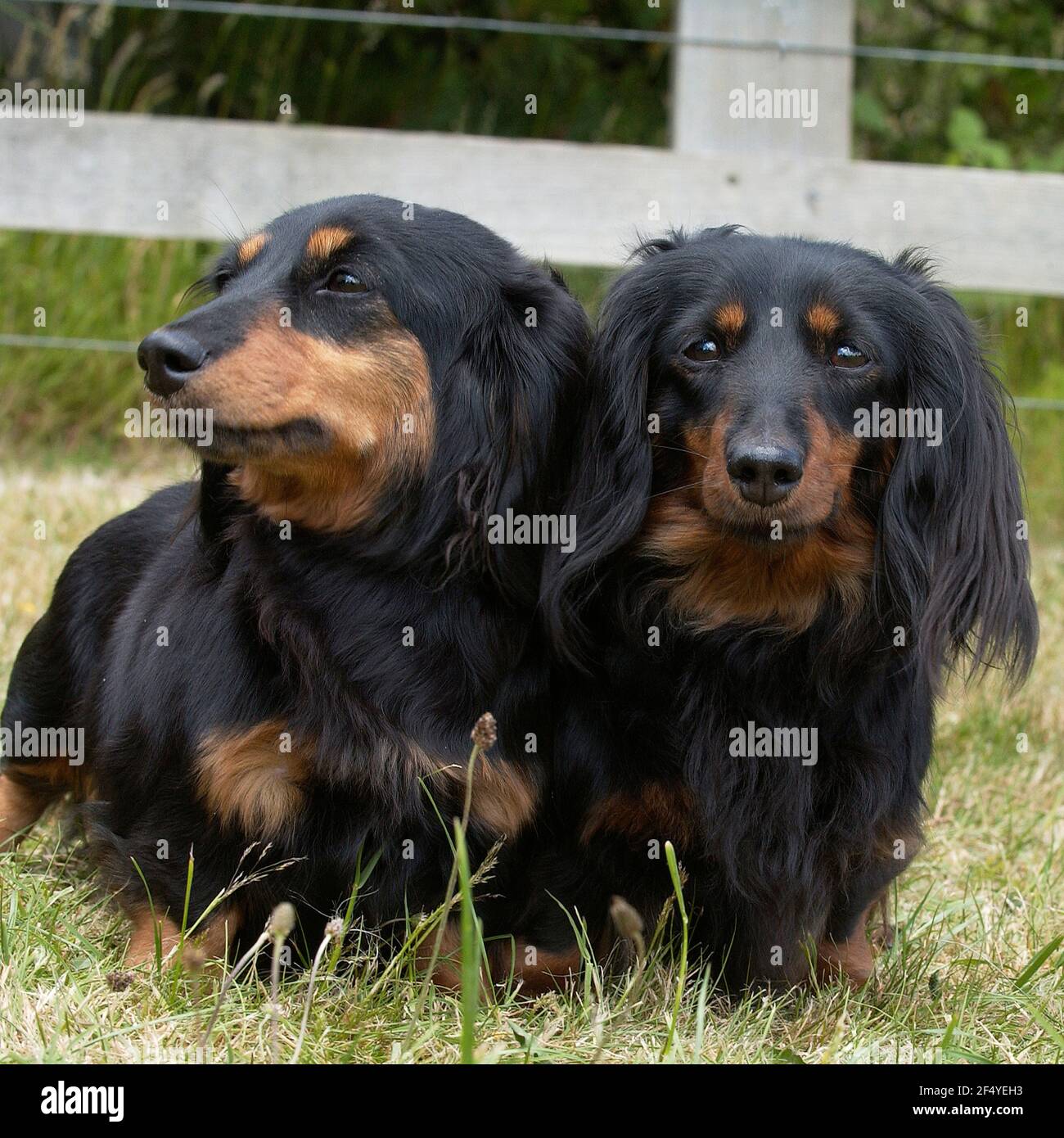 Two facing dachshunds hi-res stock photography and images - Alamy