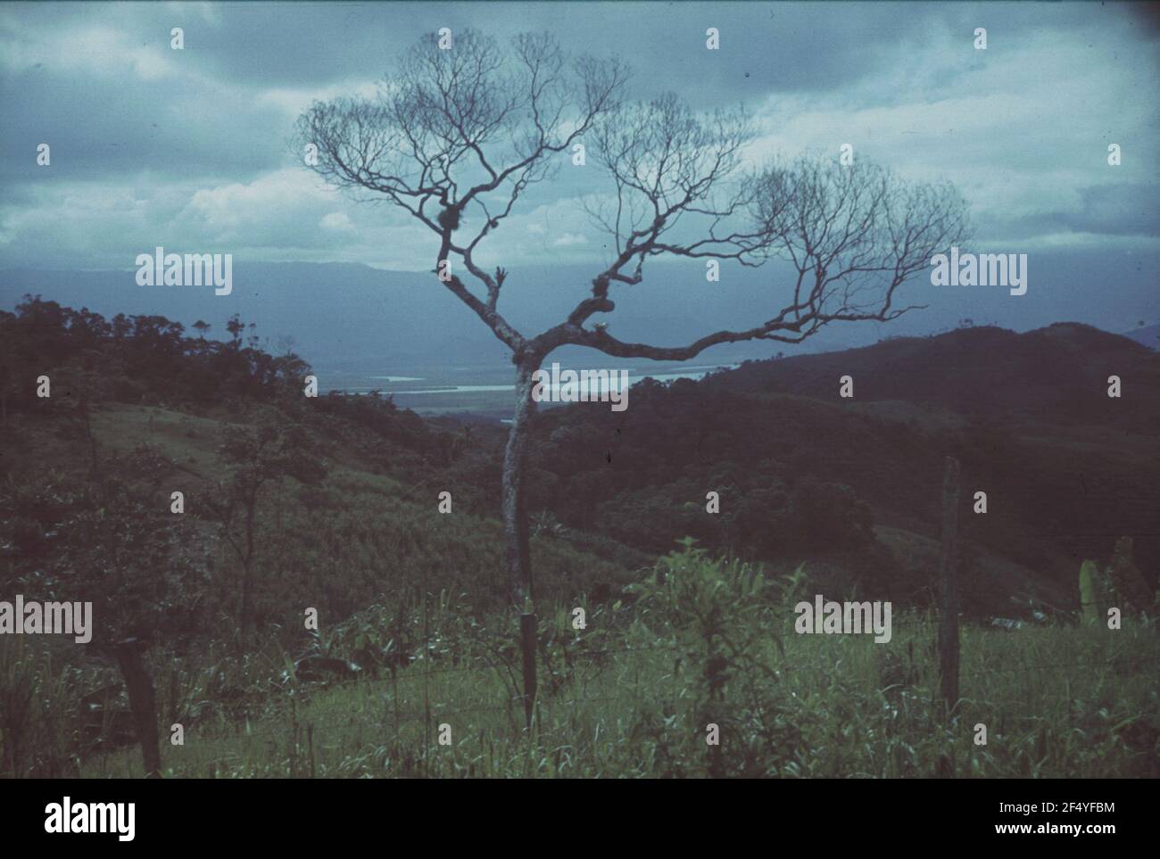 Travel Photos Caribbean. Landscape (maybe with a coffee plantation with ...