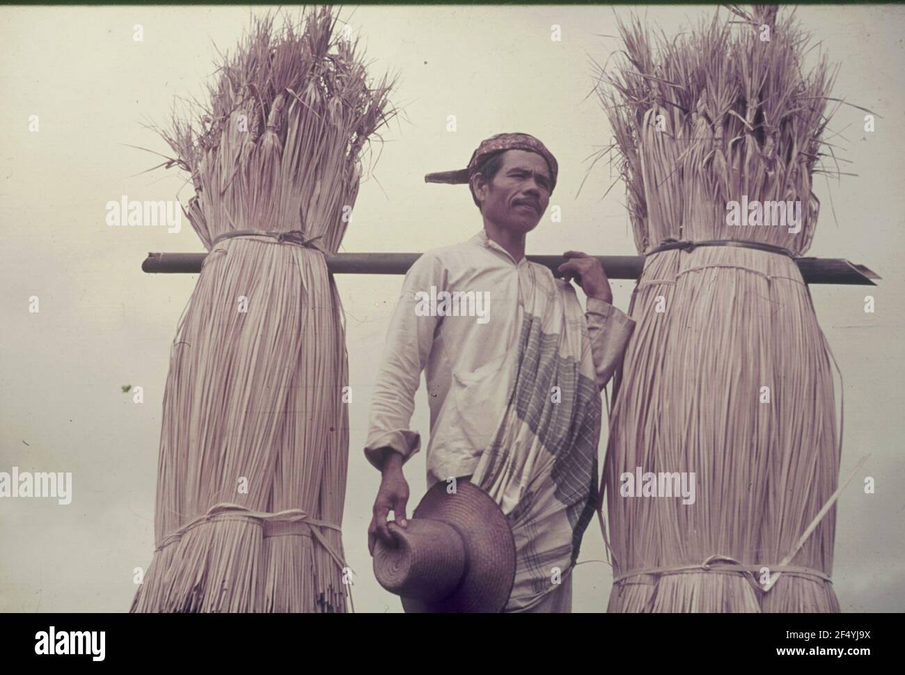 Travel photos Asia. Man with bundling rice straw on a bamboo bar Stock ...