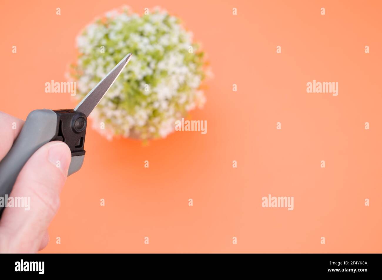 Man holding gardening pruning shears against alyssum flowers on orange ...