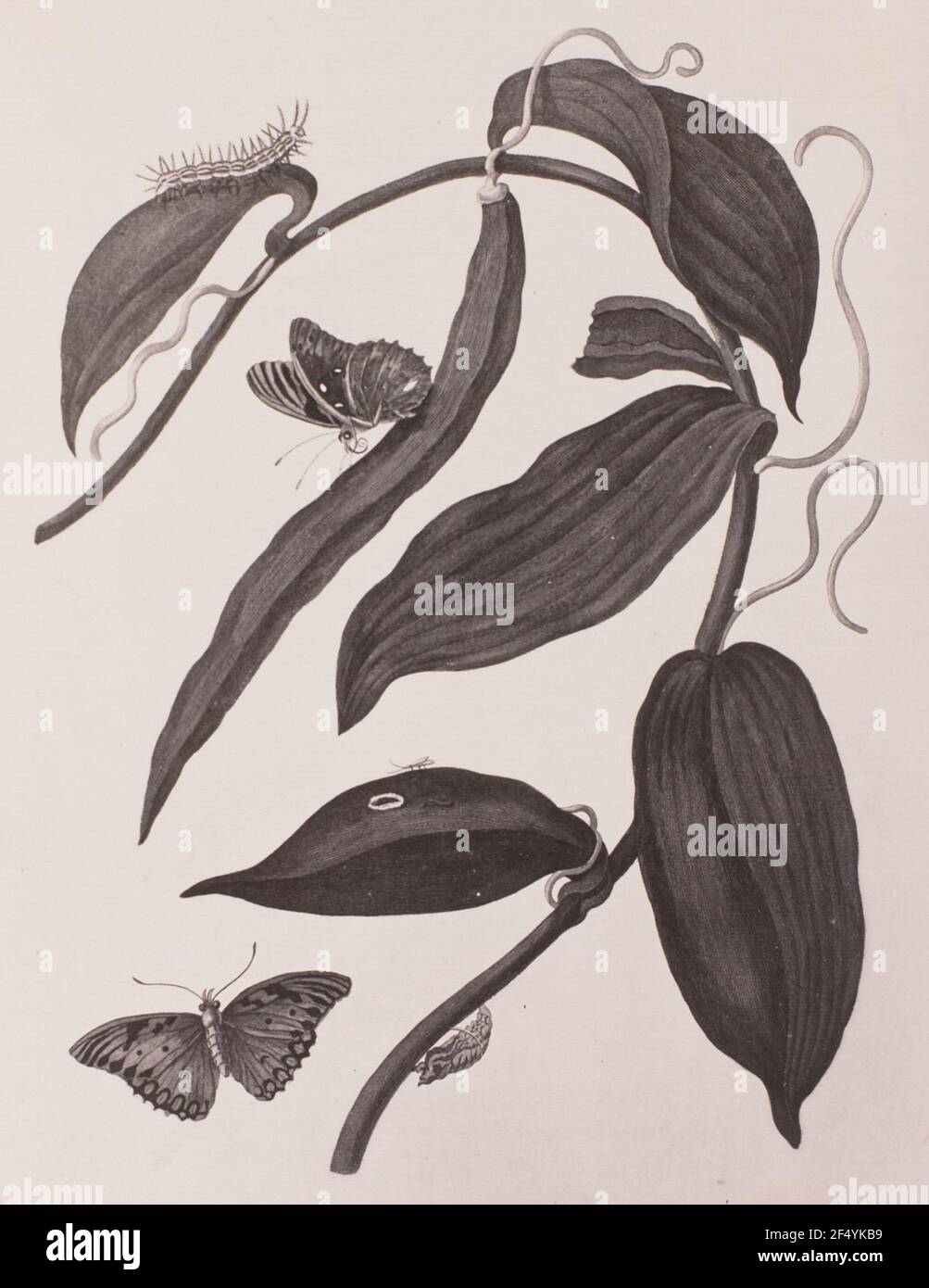Maria Sibylla Merian (1647-1717). "Banilla" from: Metamorphosis ...