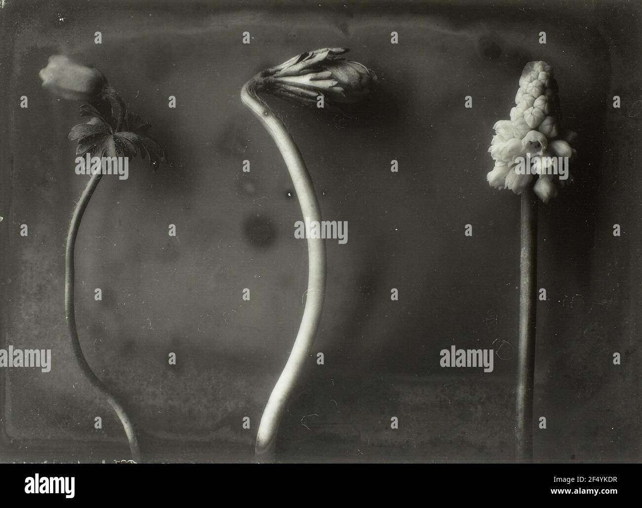 Plant study with inflorescences Stock Photo - Alamy