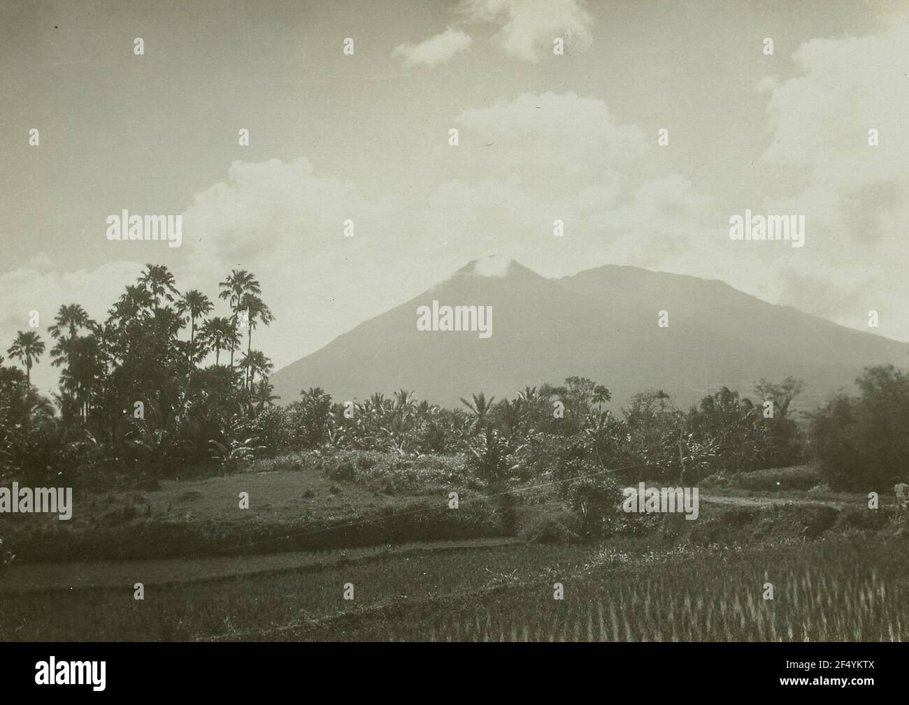 Philippines, Luzon island, rice field and coconut plantations. In the ...