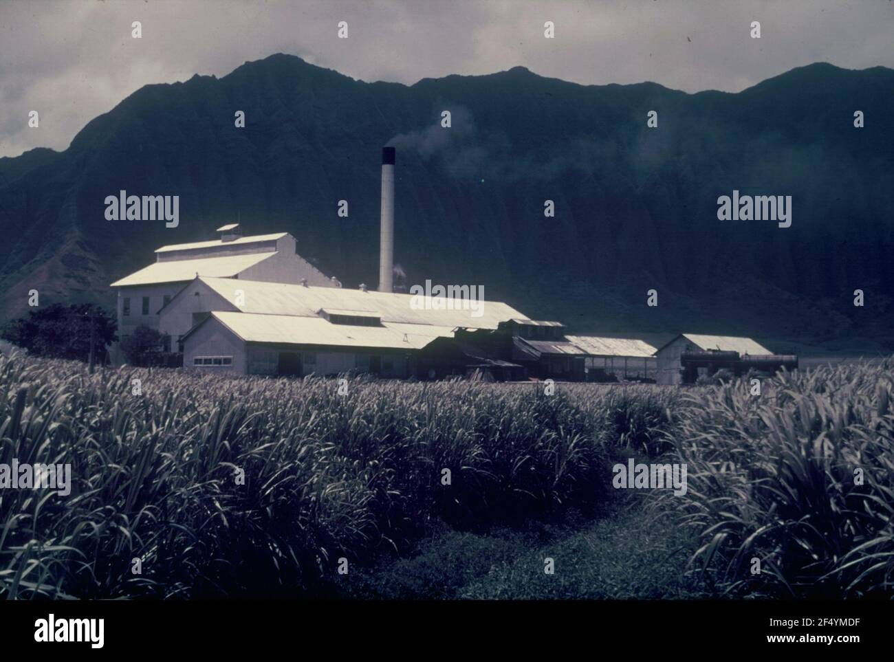 Travel photos. Sugarcane plantation in a mountain valley. View with ...