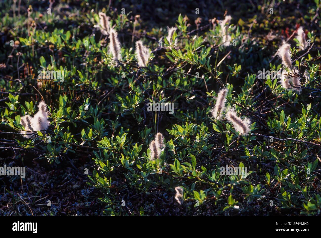 Alpine Willow, Salix sp., with fluffy seed heads in the alpine tundra ...