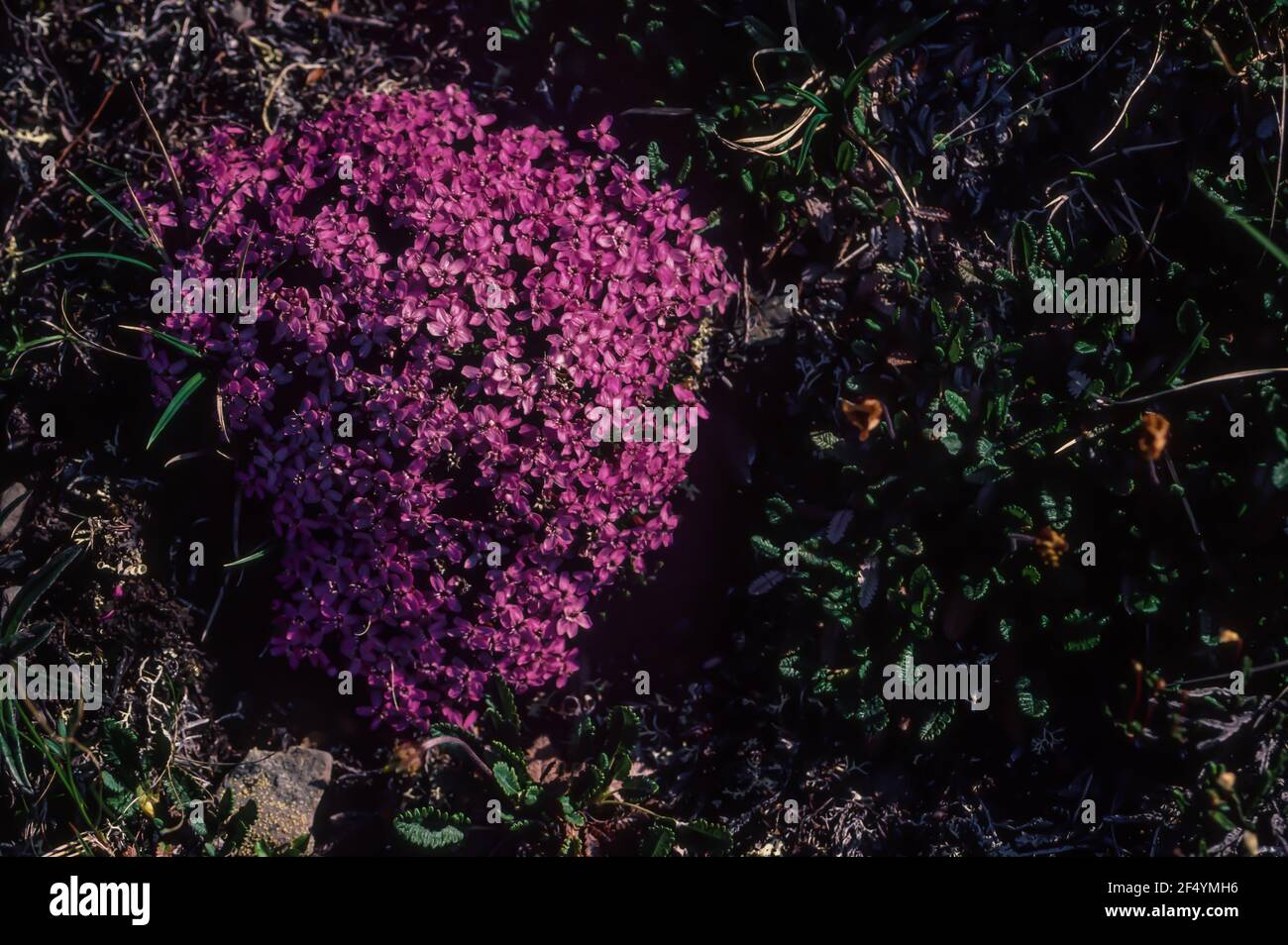 Moss Campion, Silene acaulis, flowering in the arctic tundra of Gates ...