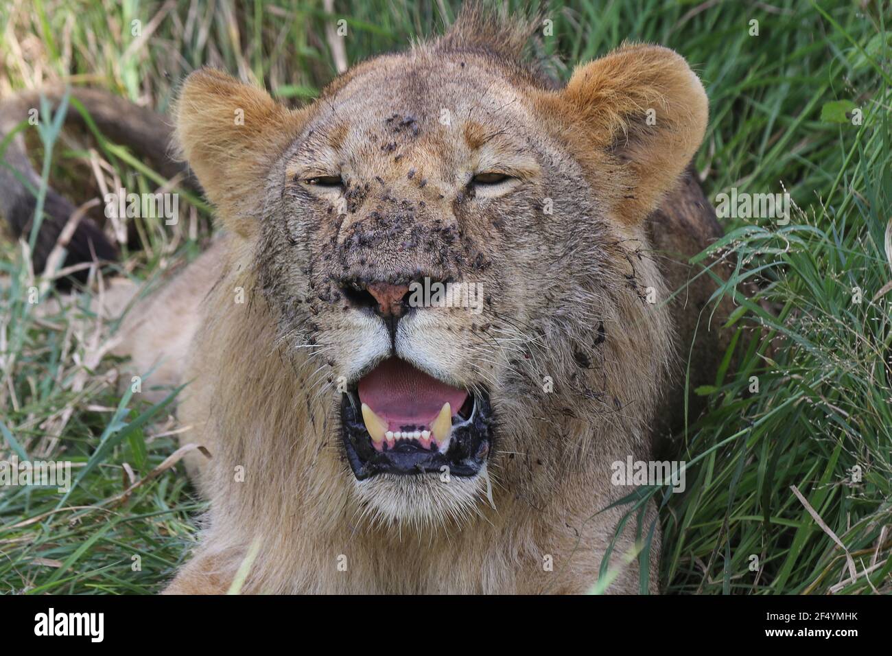 Lion hunt elephant hi-res stock photography and images - Alamy