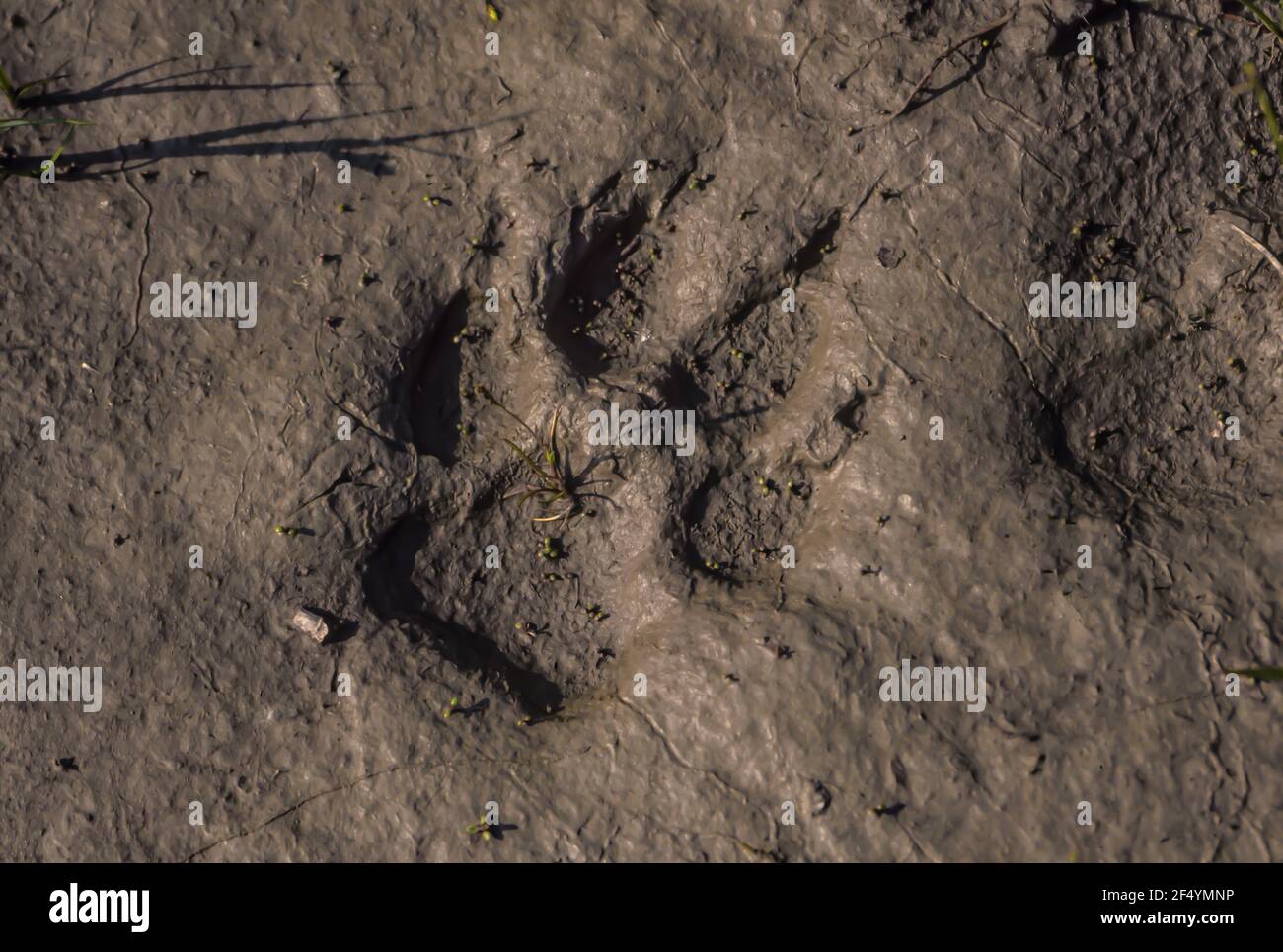 Wolf, Canis lupus, fresh track in mud in the arctic tundra of Gates of ...