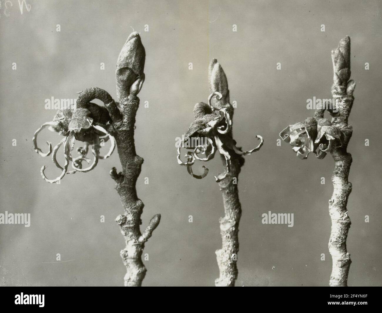 Japanese magic hi-res stock photography and images - Alamy