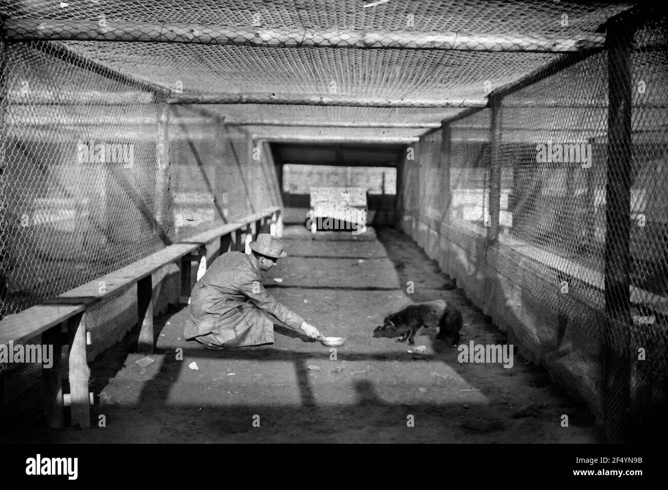 Enclosure of the fox farm Stock Photo - Alamy
