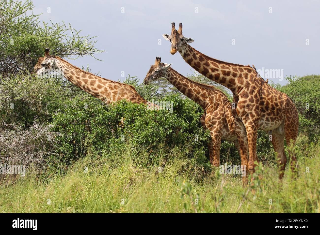 Serengeti safari hi-res stock photography and images - Alamy
