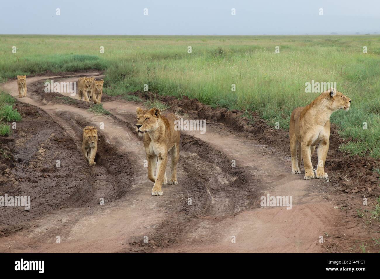 Lion hunt elephant hi-res stock photography and images - Alamy