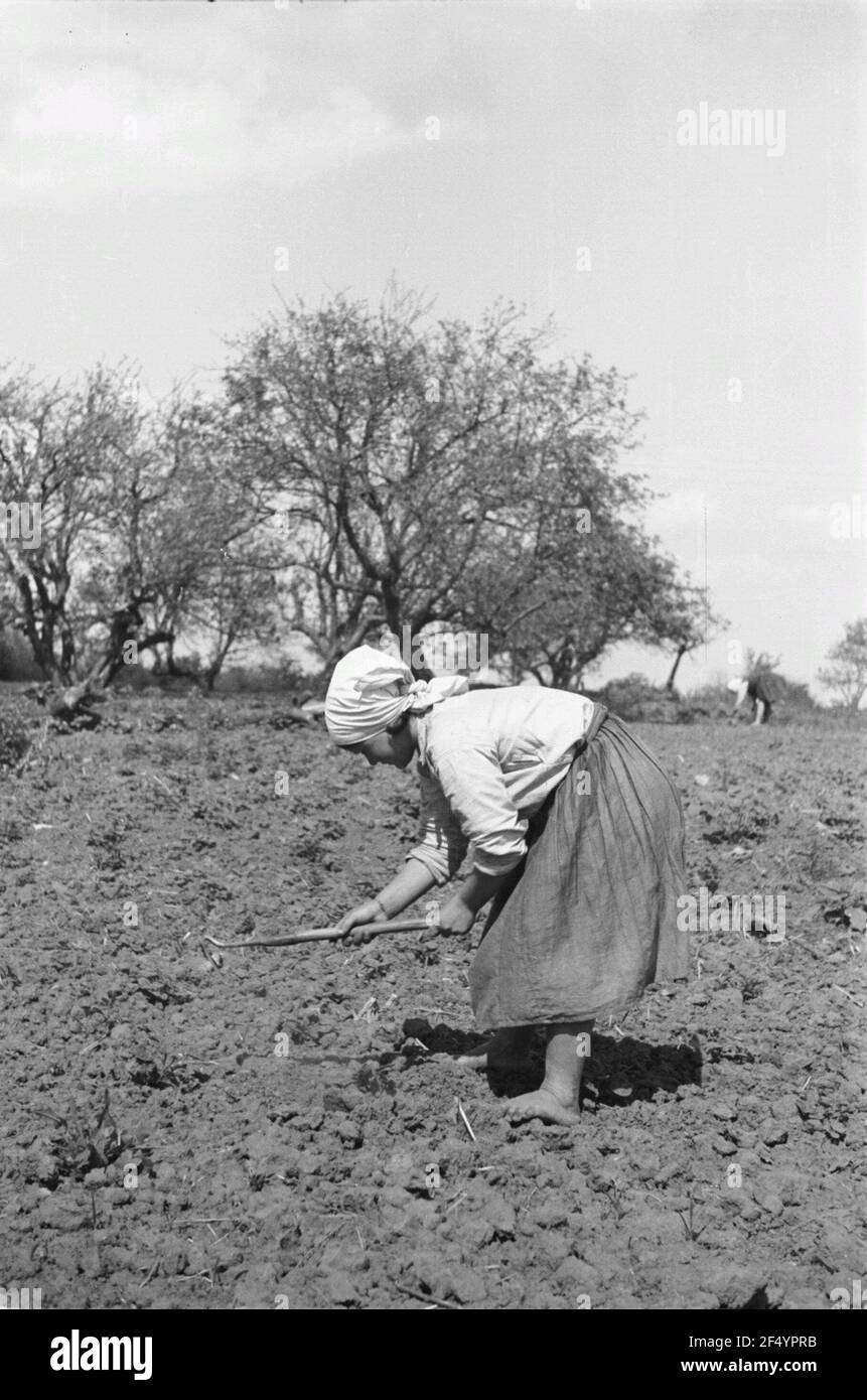 Second World War. For billeting. Soviet Union. Young peasant woman on ...