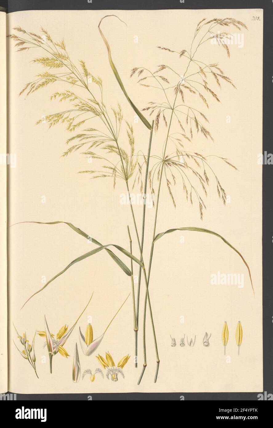Millet Plant Drawing Easy