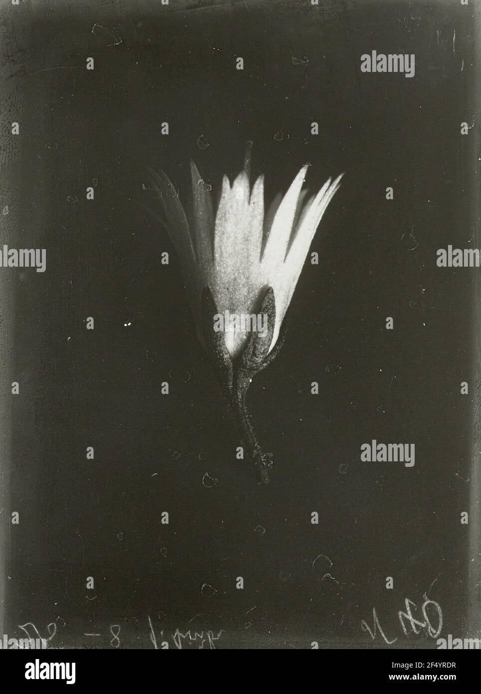 Inflorescence structures hi-res stock photography and images - Alamy