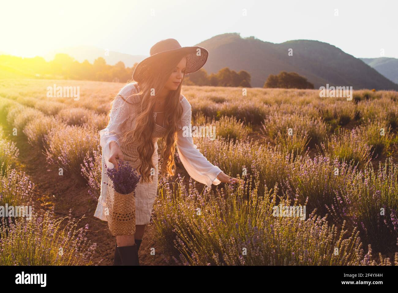 The extraordinary day on a lavender plantation Stock Photo - Alamy