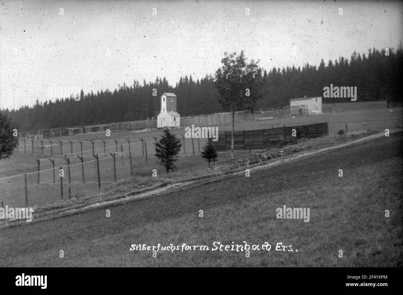 Silver fox farm - the plant Stock Photo - Alamy