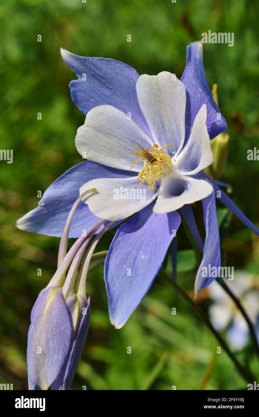 A columbine grows in the wilderness Stock Photo - Alamy