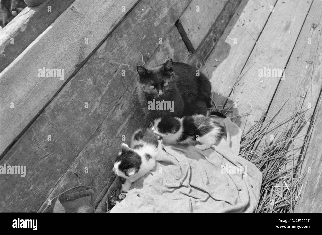 Second World War. For billeting. Soviet Union. In a village. Cat with ...