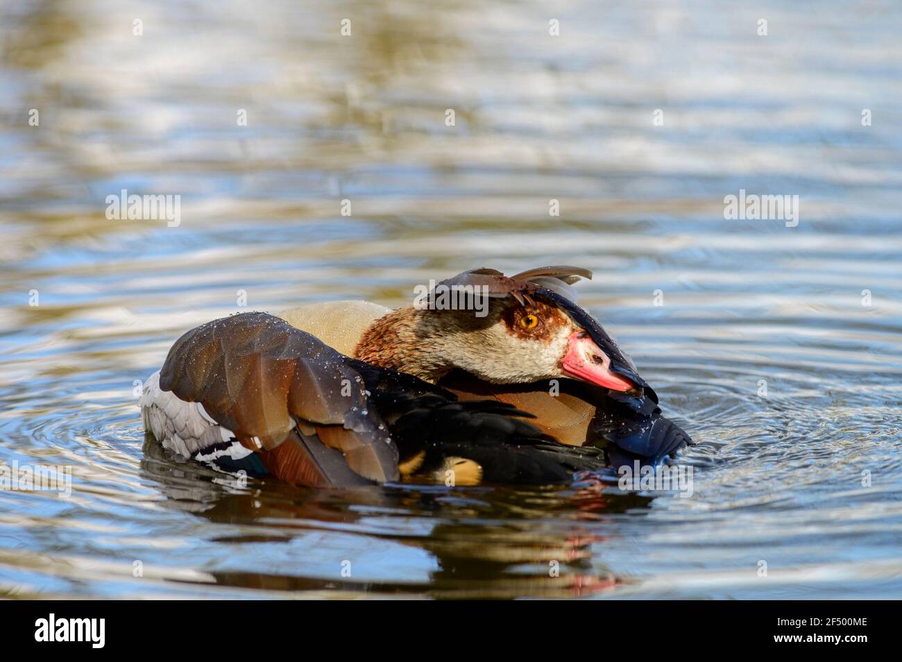 Exotic goose hi-res stock photography and images - Alamy