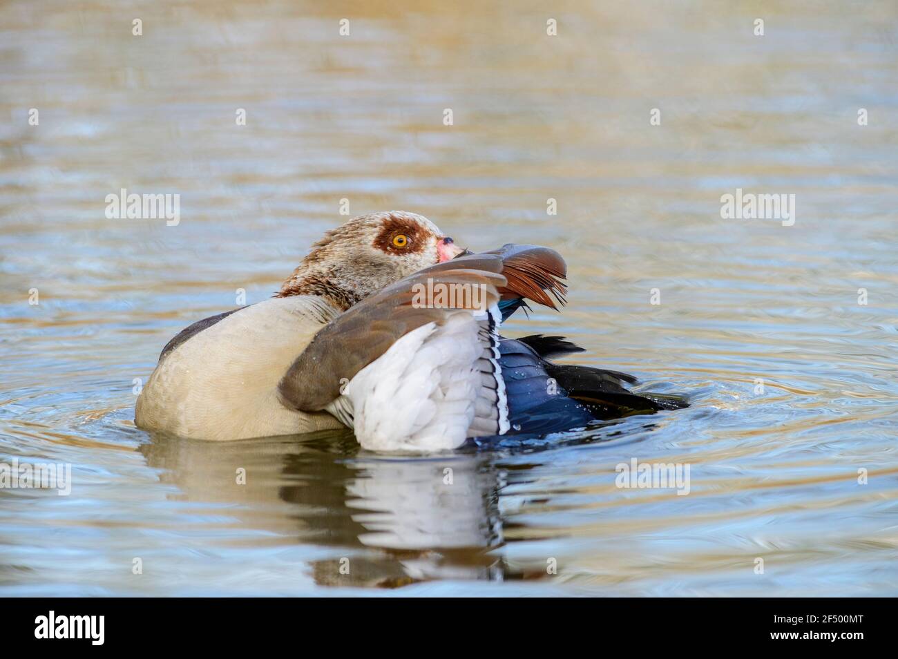 Egyptian goose bathing hi-res stock photography and images - Alamy